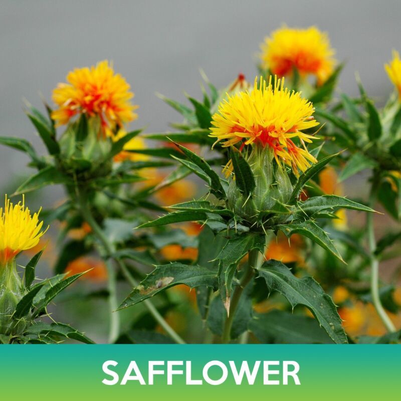 FMG Saf Zanzibar Carthamus Tinctorius Fast Growing - Seeds & Bulbs