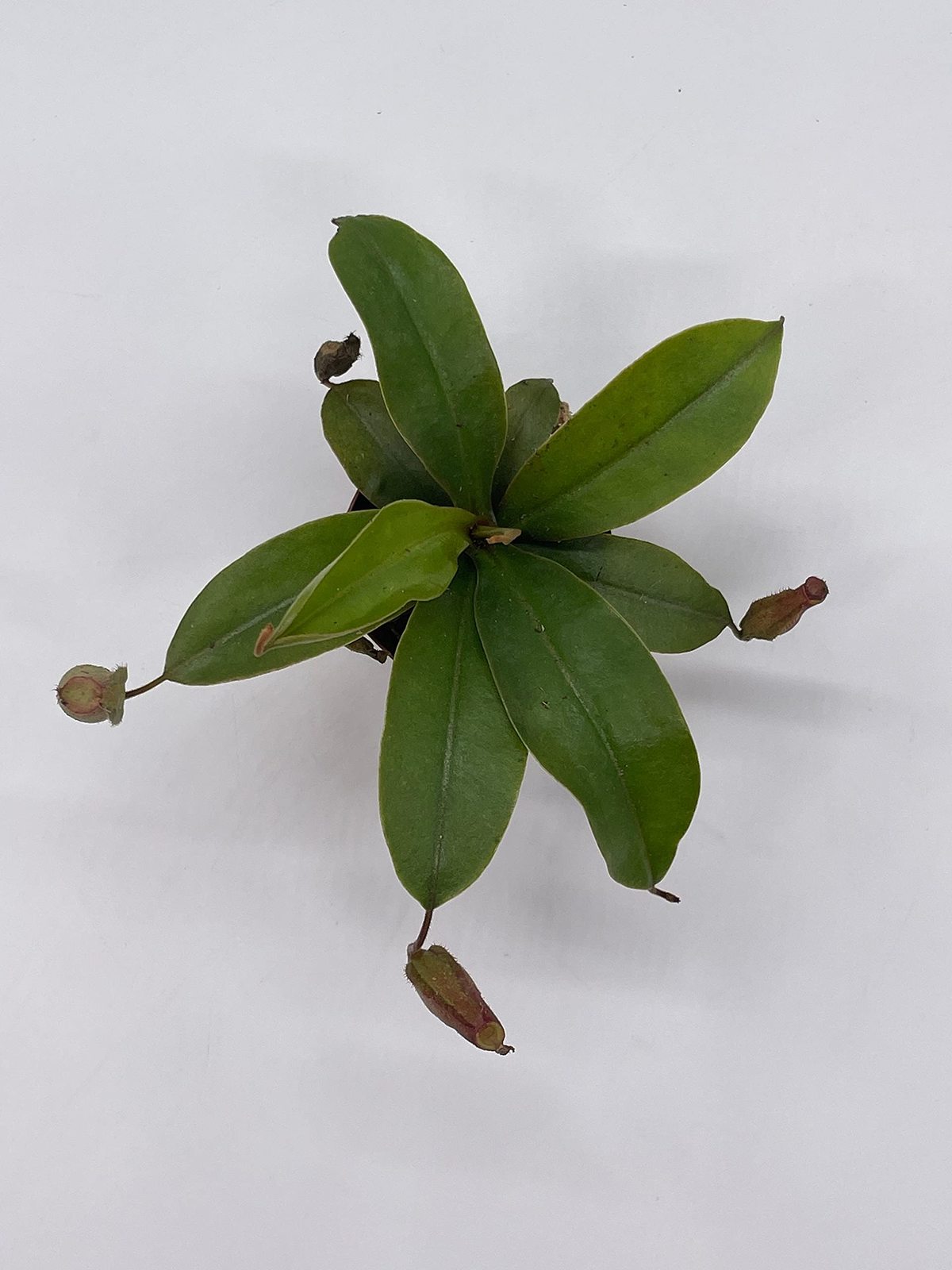 Winged Pitcher Plant, Carnivorous, in 2 inch Pot - Plants & Seedlings