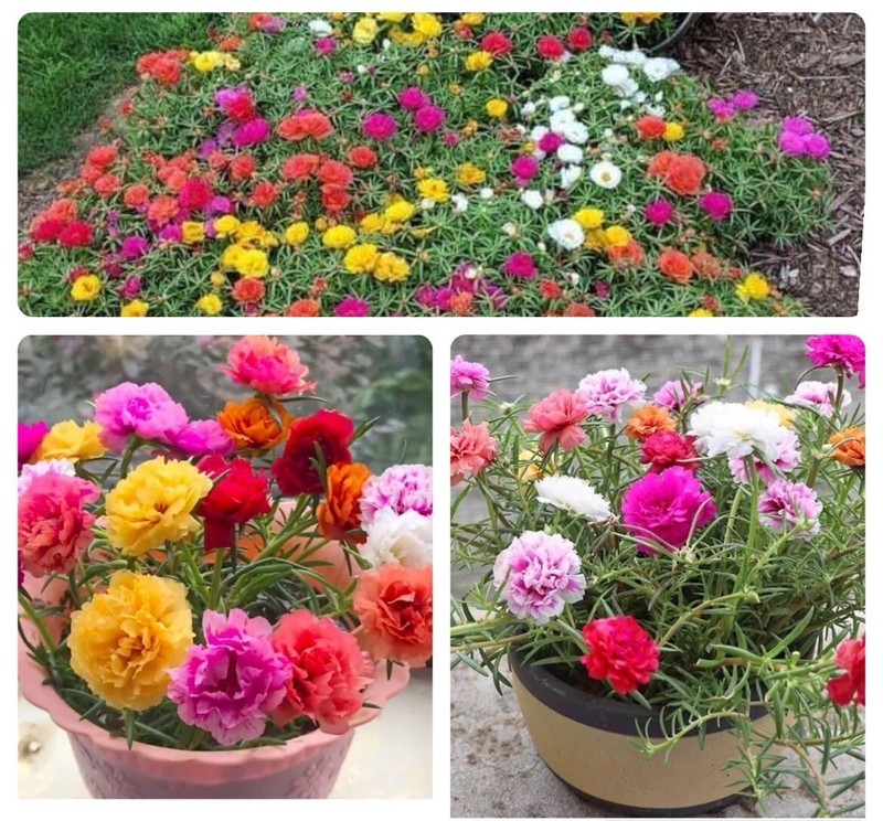 KKG 1000 Seeds Moss Rose Double Mix Color Portulaca Grandiflora ...