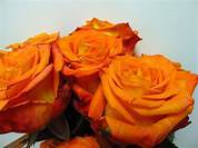 UNIQUE* Louis Xiv Rose seeds Perennials Seeds LT626 - Other Plants ...