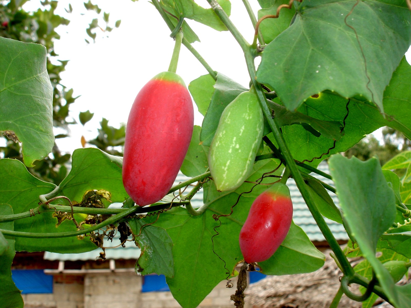 25 Coccinia grandis Seeds, ivy gourd, Scarlet gourd Seeds , Pak Tam ...