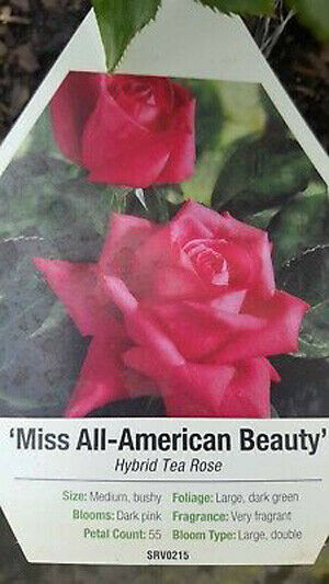 Miss All-American Beauty Pink Hybrid Tea Rose 2 Gal. Bush Plants Shrub ...