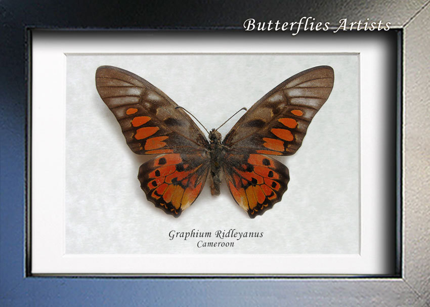 Acraea Swordtail Graphium Ridleyanus Real Butterfly Framed Entomology ...