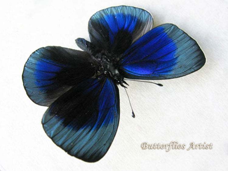 Blue Star Sapphire Asterope Leprieuri Real Butterfly Framed Entomology ...
