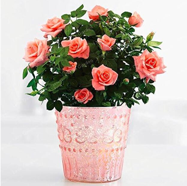 New Fresh Mini Rose Seeds Pinkish Orange Flowers - Seeds & Bulbs