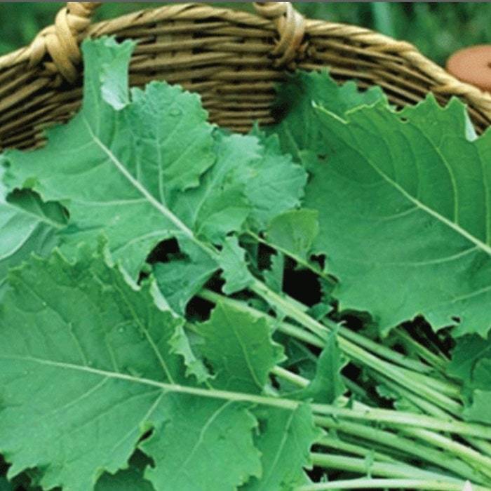 New Fresh Seeds Premier Kale Seeds - Seeds & Bulbs