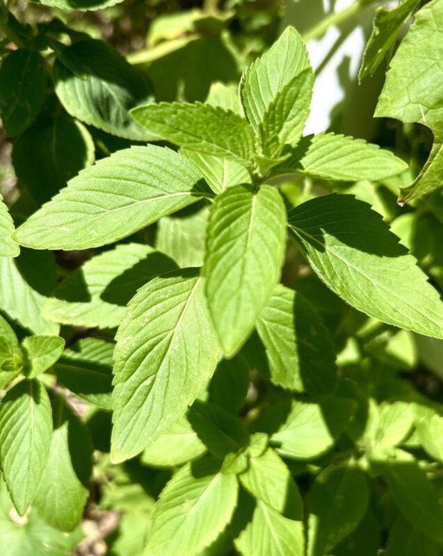 10 corn mint, field mentha arvensis - bare root plants - Seeds & Bulbs