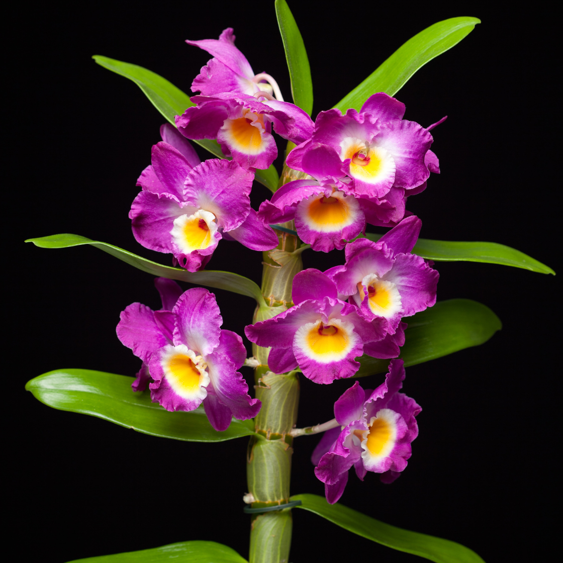 Dendrobe (Flower Powder) Dendrobium Orchid Flowers Herba Dendrobii - 1 ...