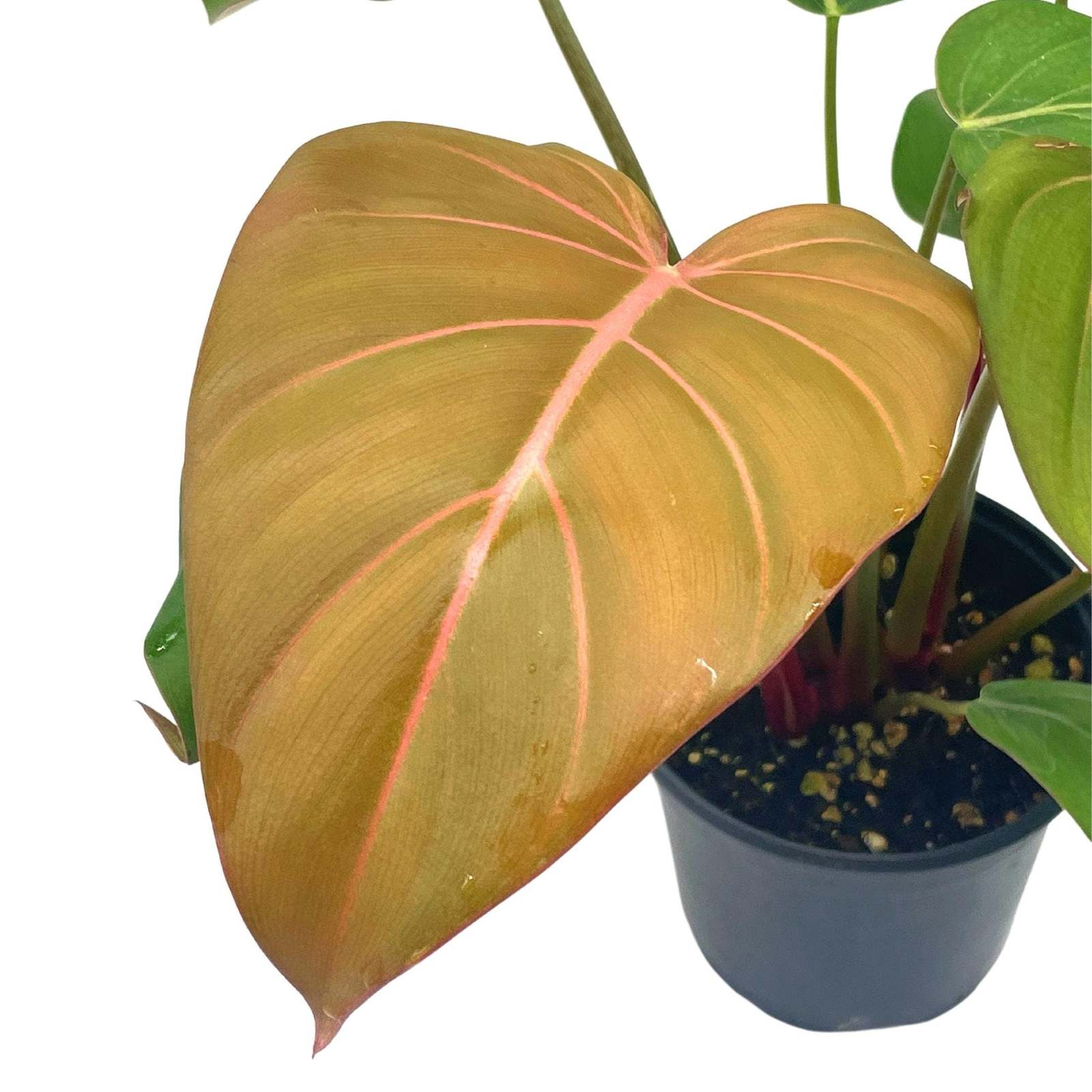 Philodendron Summer Glory, Gloriosum x Mccolleys red Hybrid, 4 inch ...