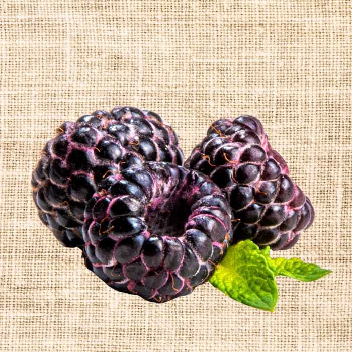 10 Black Raspberry Plants Tahi Tahi Black Raspberry Plants Thornless ...