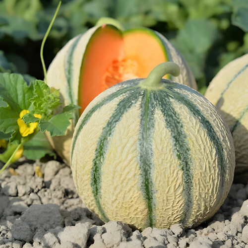 Fresh 40ct French Charentais Melon Seeds - Seeds & Bulbs