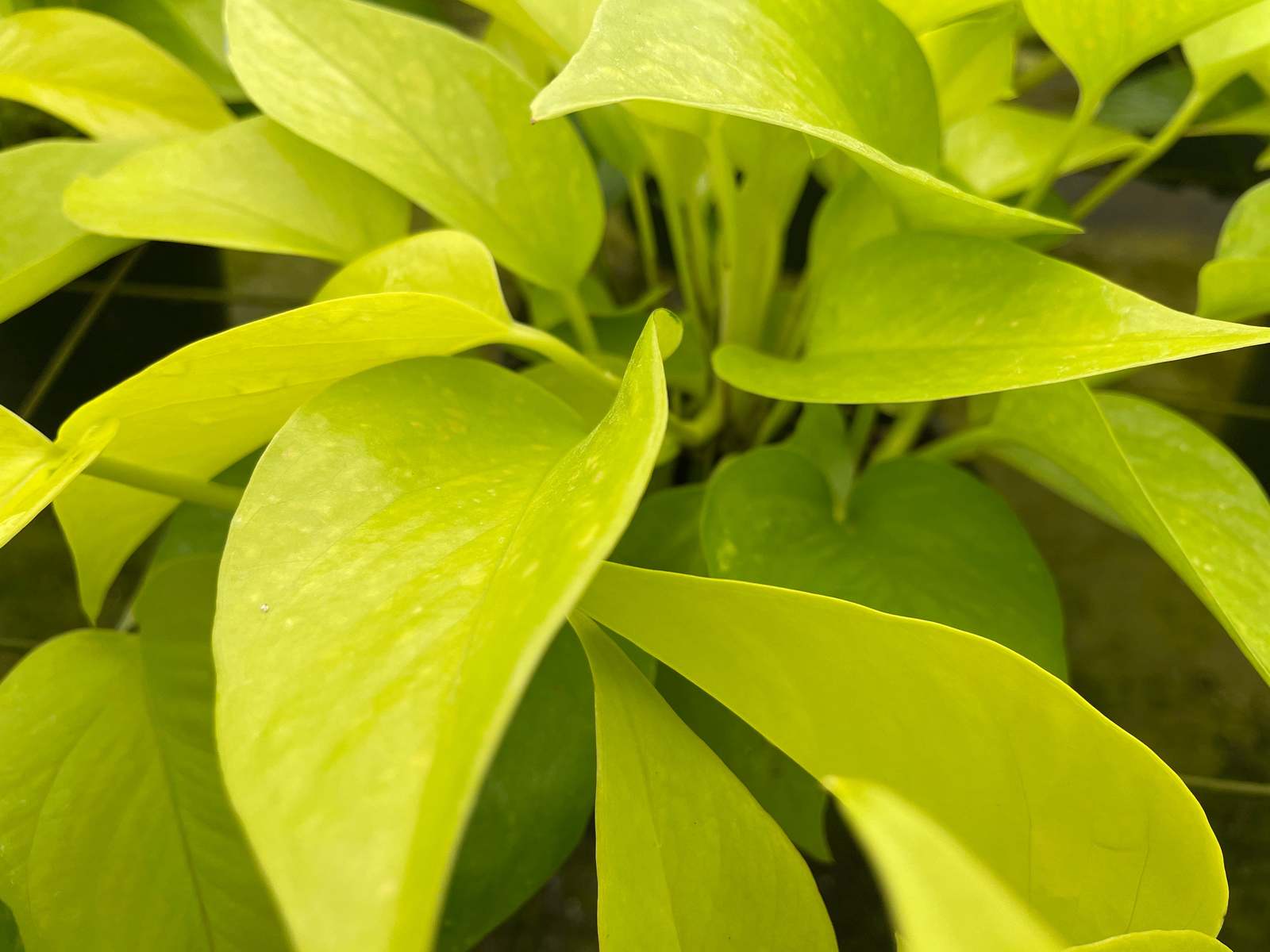 Neon Pothos, 6 inch, devil's ivy, hunter's rove - Plants & Seedlings