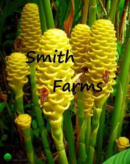 25 Seeds Yellow Beehive Ginger Flower Botanical Name Zingiber Fresh ...