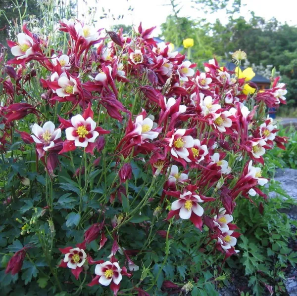 50+ Columbine 'Red Hobbit' Seeds Aquilegia Dwarf Version Of 'Red Star ...