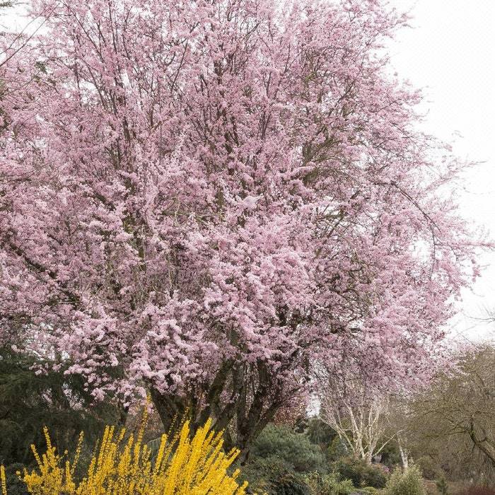 Prunus Cerasifera Thundercloud 2 To 3 Feet and similar items