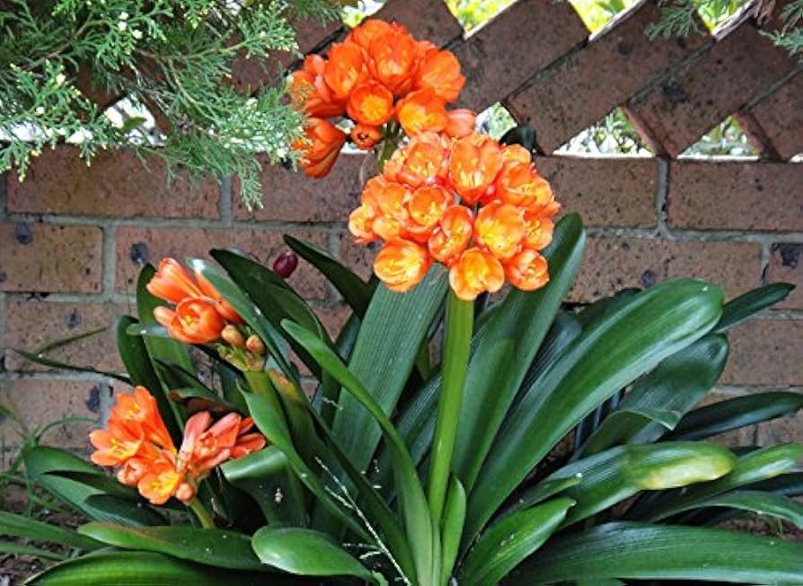 Medium Flower Real Bowl clivia pots Bonsai Garden Blooming Plants 1 PCS ...