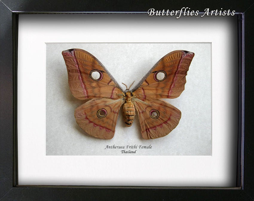 Giant Oak Tasar Silk Moth Antheraea Frithi Female Framed Entomology ...