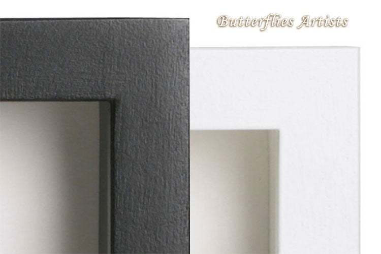 Silk Moth Samia Insularis Framed Entomology Collectible Museum Quality ...