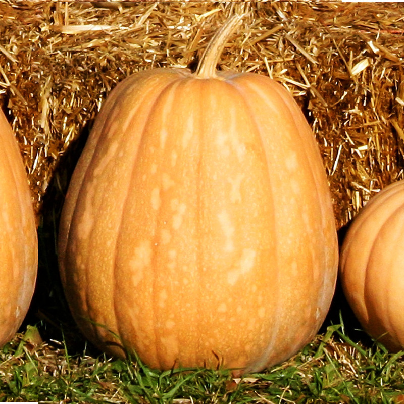 SDC Dickinson Pumpkin Seeds Kentucky Field Pumpkins Tan Squash Easy ...