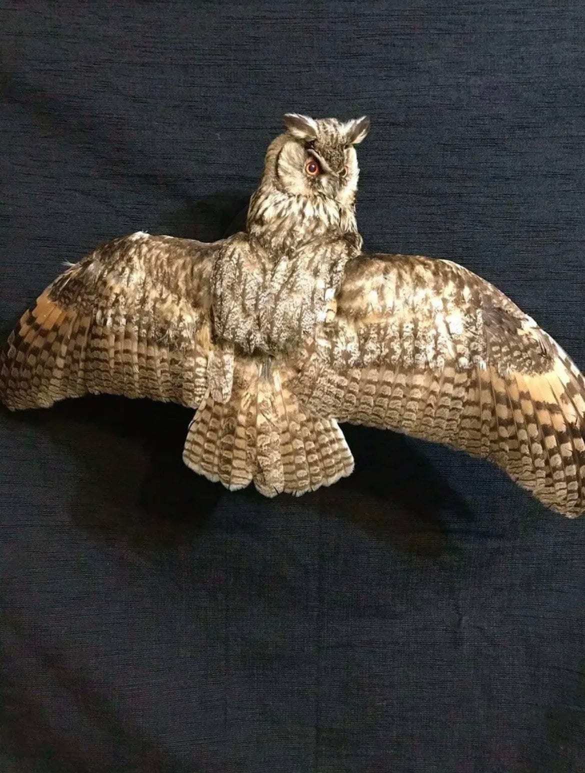 Taxidermy Mounts Long Ear OWL Real Bird Mount Stuffed owl flight ...