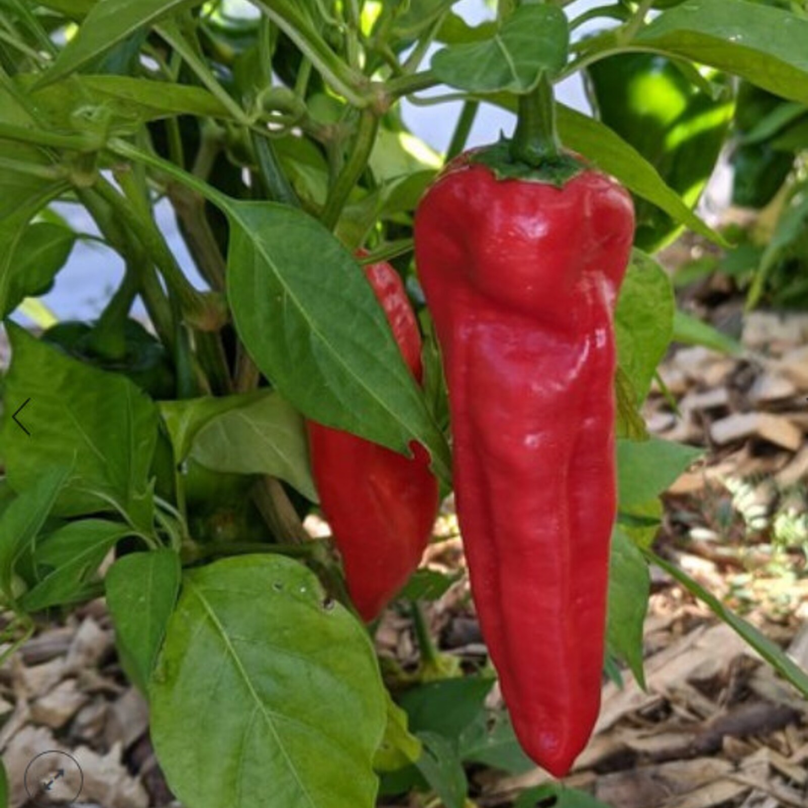 Aleppo Hot Pepper Aka Halaby Pepper Seeds Organic Turkish Mild Heat ...