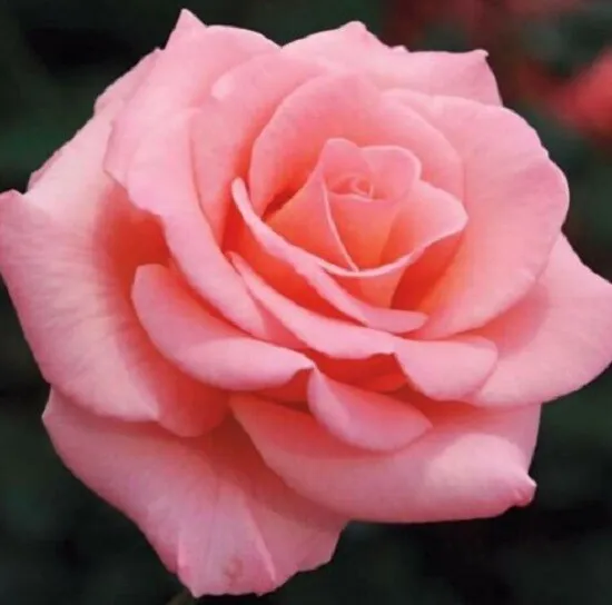 10 Light Pink Rose Seeds Flower Bush Shrub Flowers Seed 1254 Fresh ...