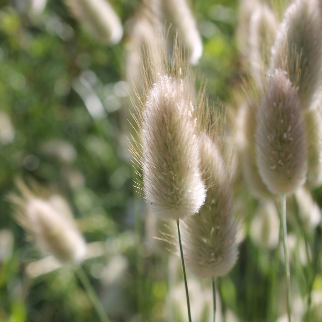 Bunny Tails Lagurus Ovatus Spring Ornamental Grasses 20 PCS Seeds ...