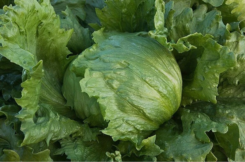 BS 50 Iceberg Lettuce Seeds Edible Vegetable Garden Organic Nongmo Tx ...
