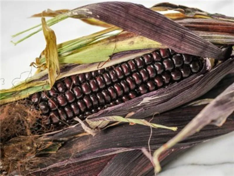 10 Dwarf Rainbow Corn Seeds Non Gmo Most Unique Corn Plant Fresh Seeds ...