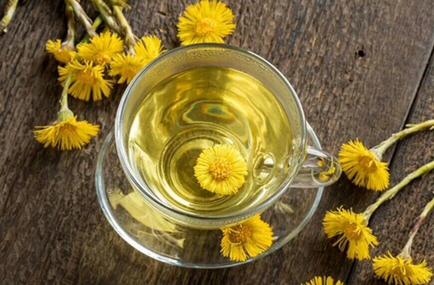 Coltsfoot leaf Herbal tea expectoration in bronchial diseases ...