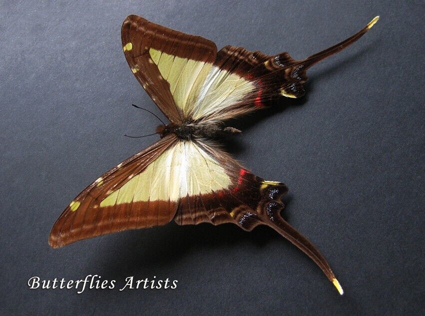Eurytides Leucaspis Long Tailed Real Butterfly Framed Entomology ...
