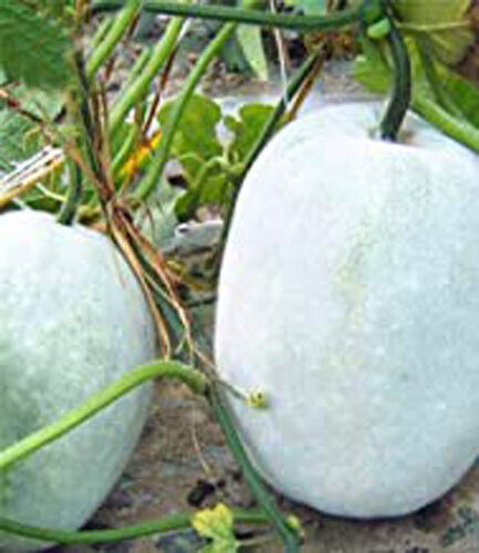 15+ Seeds Wax Gourd White Ash Gourd Winter Melon Dong Gua (Alu) Puhul ...