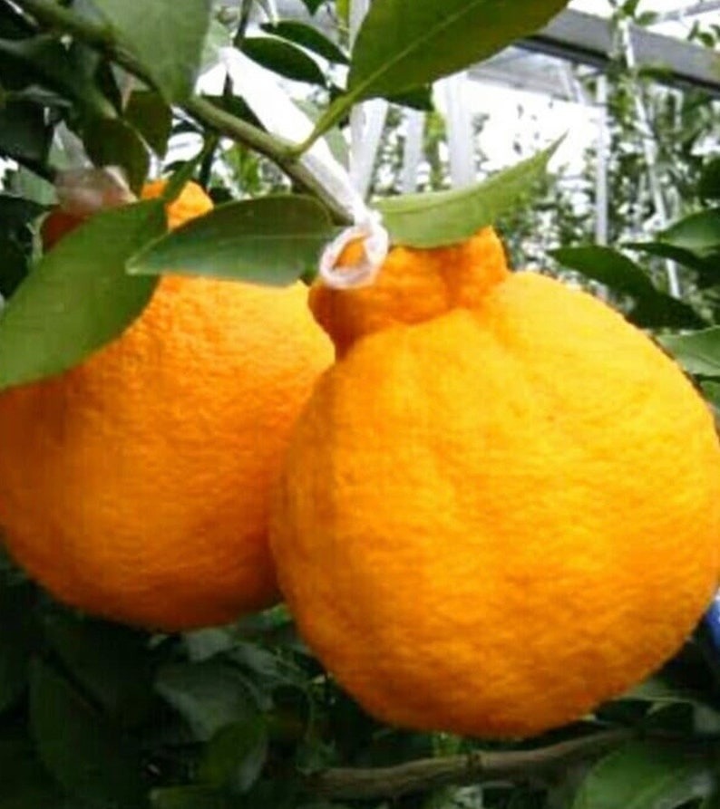 Grafted Shiranui Dekopon Mandarin Orange tree Shiranui GRAFTED, Florida ...