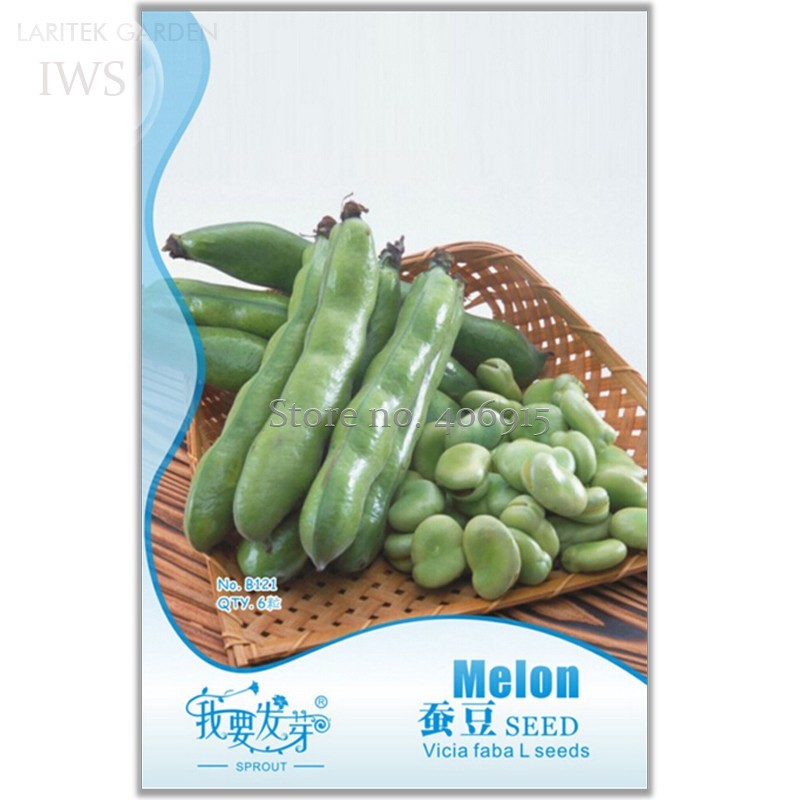Horsebean Bonsai Nutrient Rich Vicia Faba 6 Fresh Seeds - Seeds & Bulbs