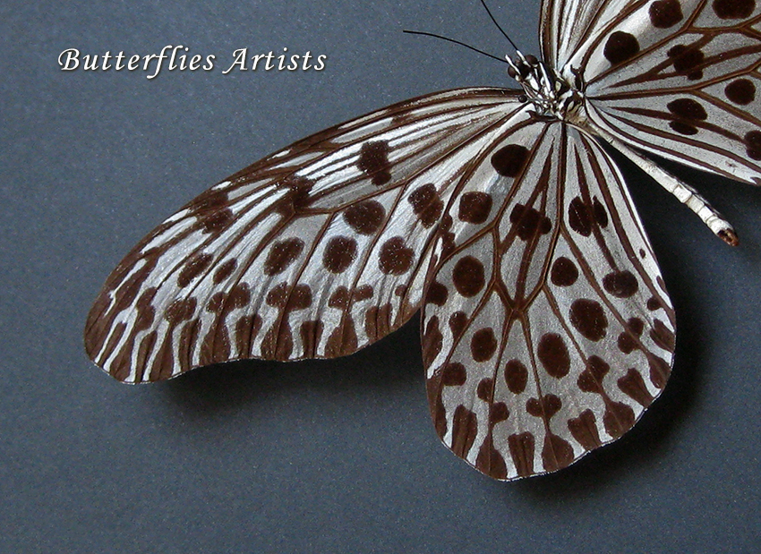Giant Silver Tree Nymph Idea Lynceus XL Butterfly Framed Entomology ...