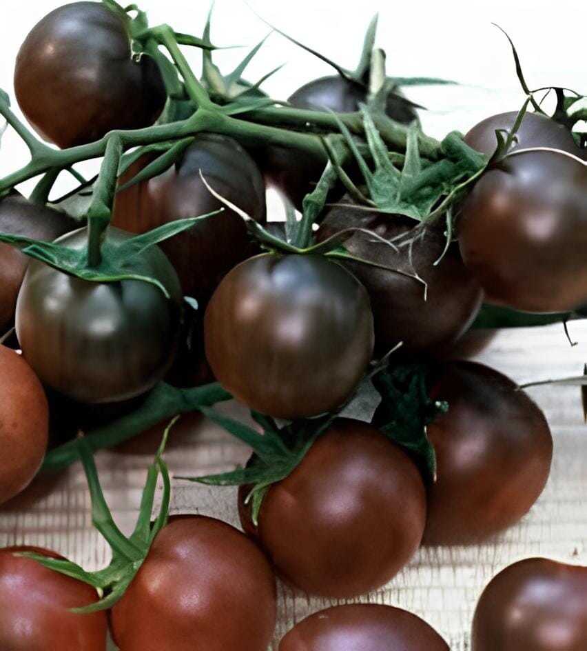600 Seeds Small Colorful Cherry Tomato - Seeds & Bulbs