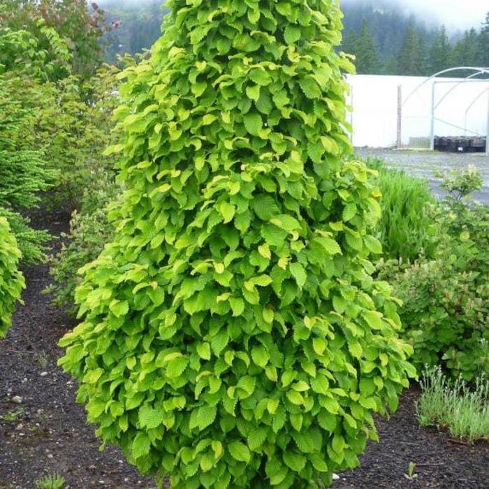 Carpinus Betulus Columnaris Nana Dwarf Columnar Hornbeam Live Plant 12 ...