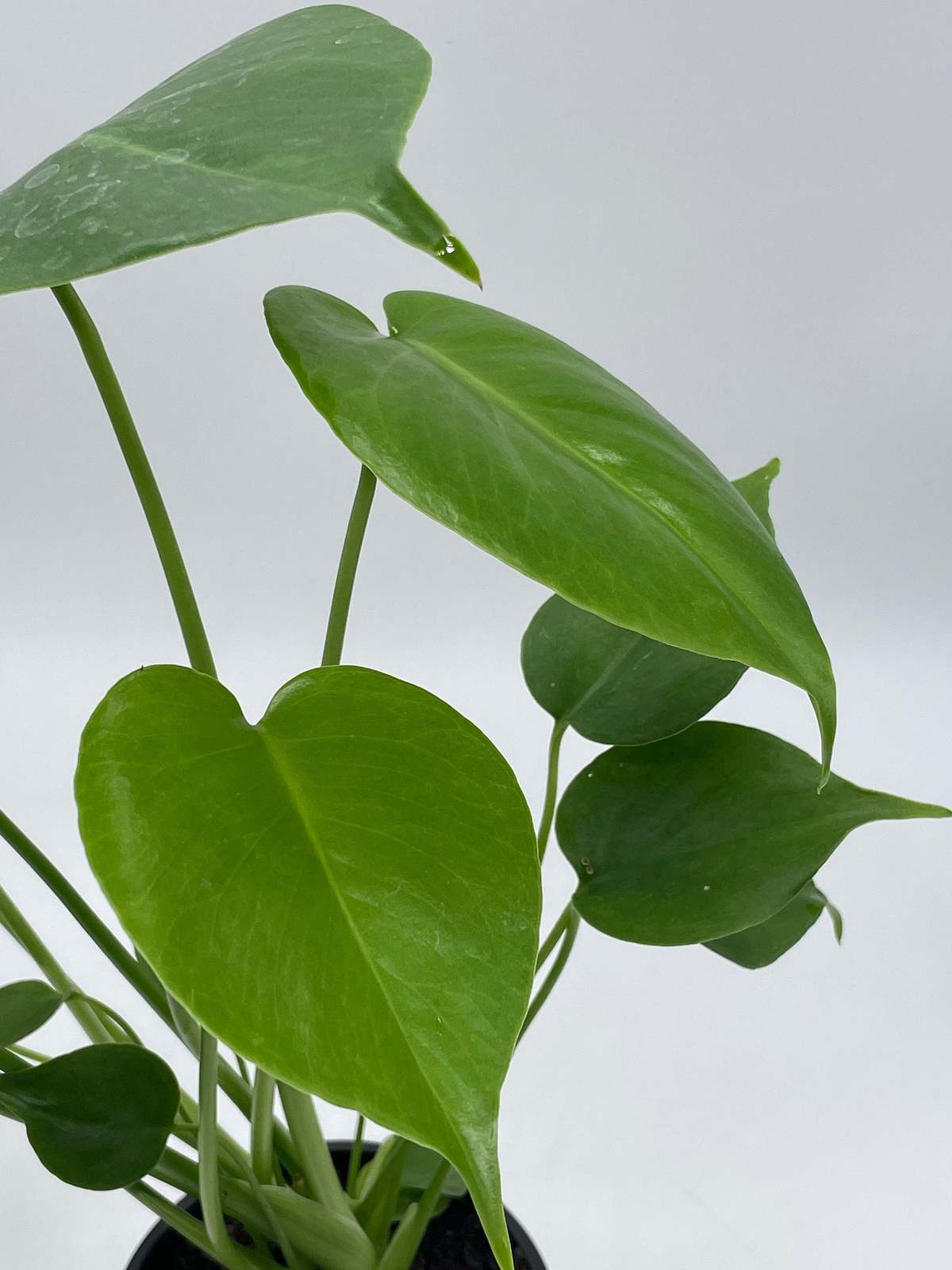 Monstera Deliciosa, Split Leaf philodendron, Huge Very Well Grown in 4 ...
