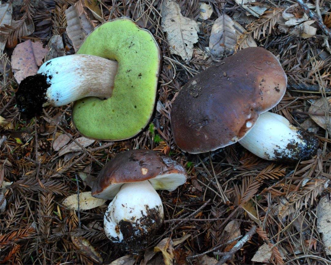 15 g Organic Mushroom Spawn Fungi Culture QUEEN BOLETE Mushroom Growing ...