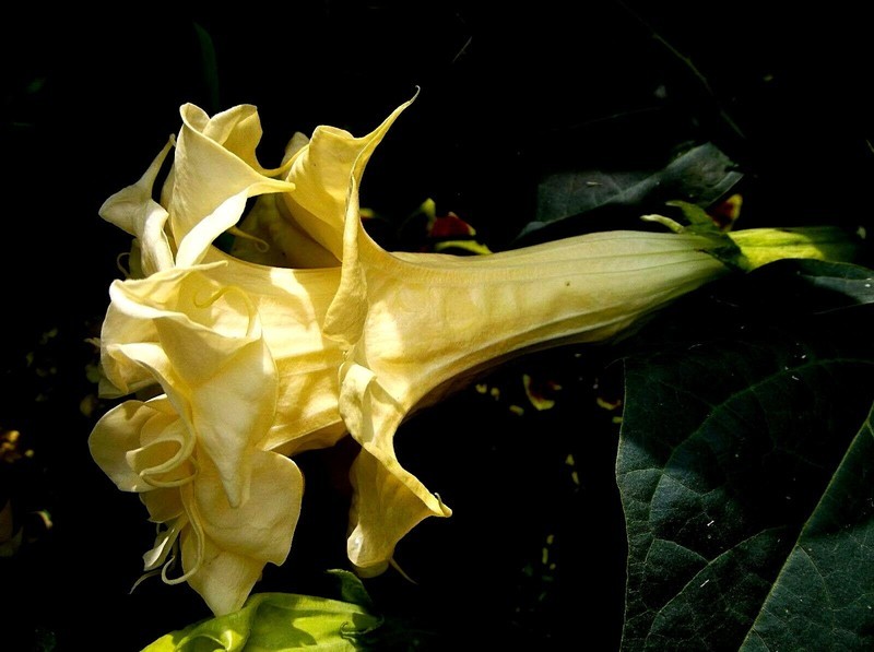 KKG Tripple Yellow Devil Trumpet 15 Seeds This Will Slow Down Traffic ...
