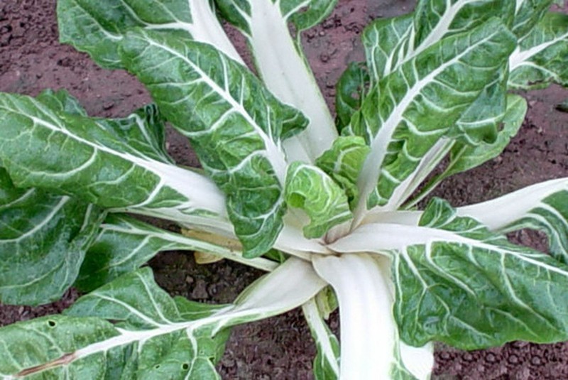 Swiss Chard Large White Ribbed Seeds 50 Ct Heirloom Non-Gmo - Seeds & Bulbs