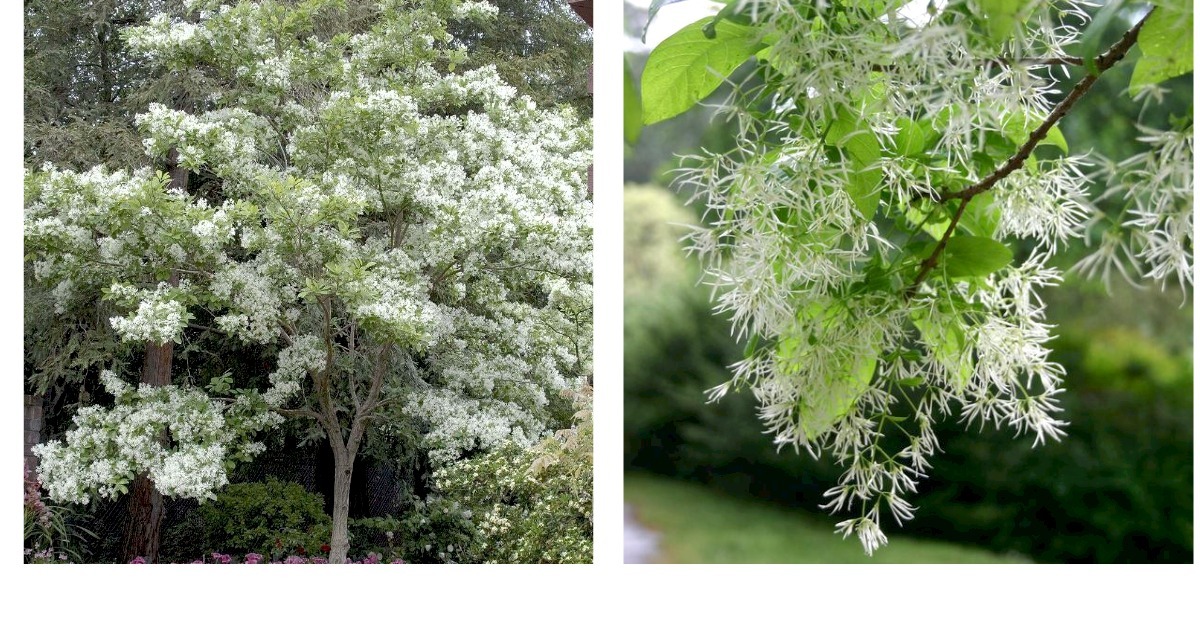 6-12" Tall Live Plant, White Fringe Tree/Shrub - Qt Pot - Chionanthus ...