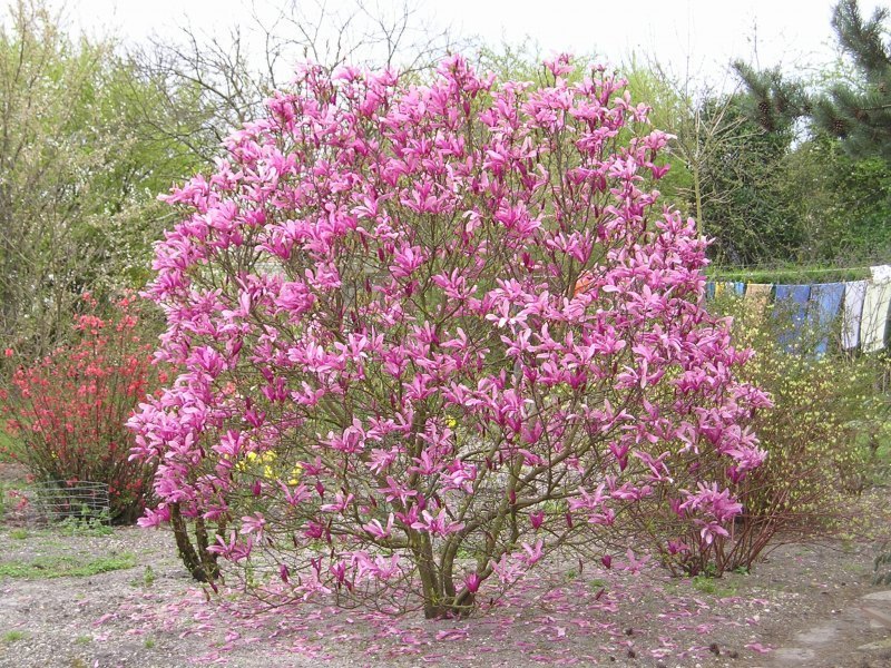 FMG Magnolia Liliiflora Shrub Bush Seeds Mulan Tulip Lily Flower ...
