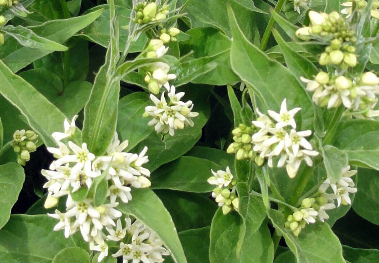 EUROPEAN GROMWELL seed Herb Tea - for urination, Lithospermum ...