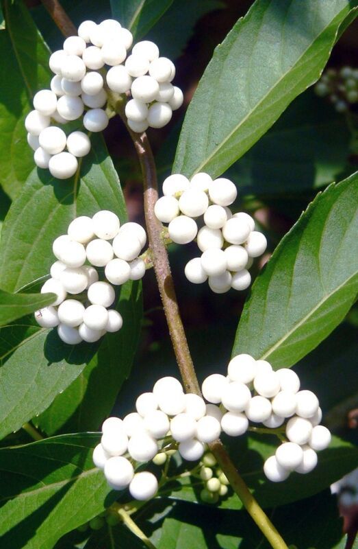 BStore 30 Seeds Store Callicarpa Japonica Leucocarpa, Japanese White ...