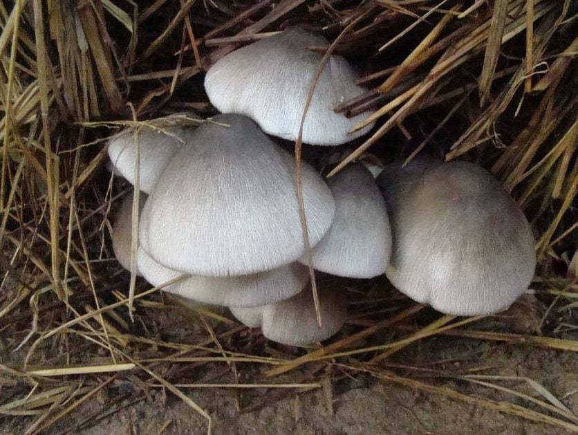 30 g Organic Mushroom Spawn Mycelium PADDY STRAW Mushroom Growing Fungi ...