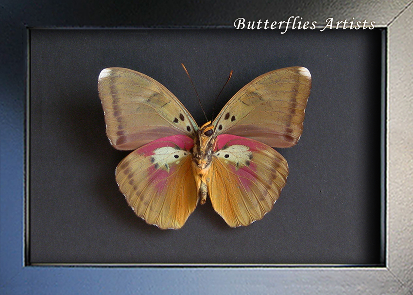 Pink African Forester Euphaedra Diffusa Butterfly Framed Entomology ...