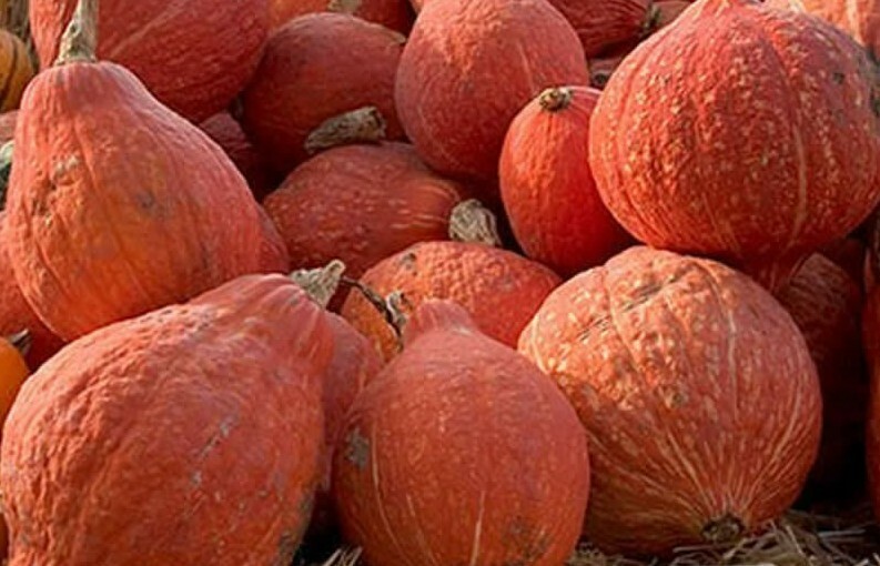 Golden Hubbard Squash Seeds 10 Ct Winter Vegetable Non-Gmo - Seeds & Bulbs