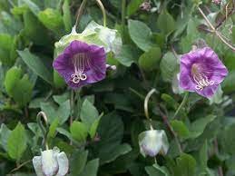 50 PCS Seeds Cobee Violette Cobaea Flower - Seeds & Bulbs