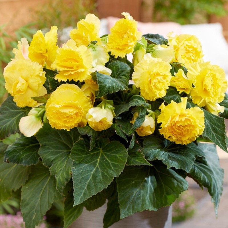 LKS Begonia Giant Ruffled Yellow 3 Plant Bulbs Shade Summer Flowers ...